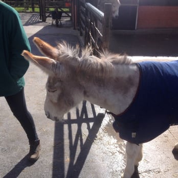 THE DONKEY SANCTUARY MANCHESTER - Updated November 2024 - 11 Photos ...