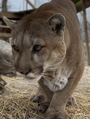 BIG RUN WOLF RANCH - Updated September 2025 - 84 Photos & 35 Reviews ...