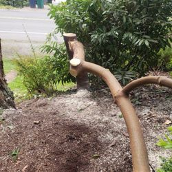 Best Tree Services Near Me - December 2025: Find Nearby Tree Services ...