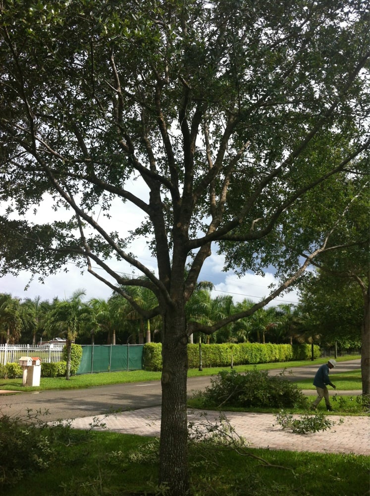 EXCEL TREE SERVICE - Updated July 2025 - 17 Reviews - 1640 SW 83rd Ave ...