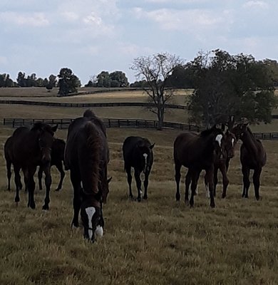 MAGDALENA FARM - Updated December 2025 - 12 Photos - 2651 Russell Cave ...