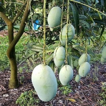 SERENDIB TROPICAL FRUIT FARM - Updated July 2025 - 33 Photos & 21 ...