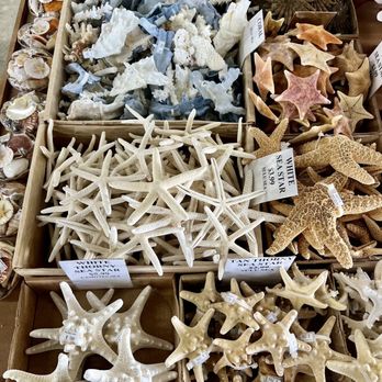 THE SHELL SHOP - Updated July 2025 - 212 Photos & 138 Reviews - 590 ...