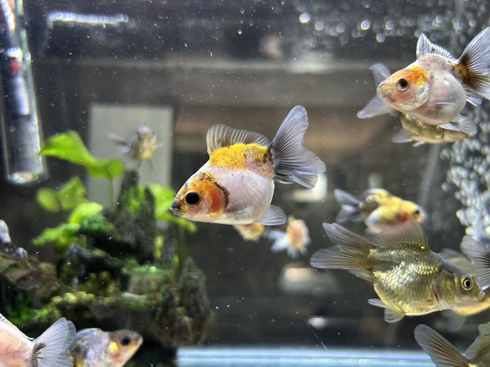 YOUNGMAN’S FANCY FINS - Updated January 2026 - Request Information ...