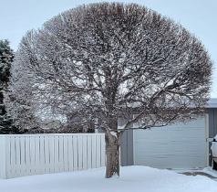 THE TREE MAN AND SON - Updated October 2024 - Request a Quote ...