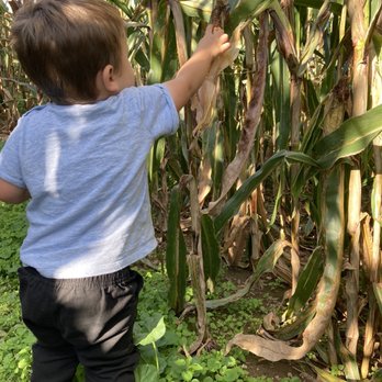 WAYSIDE FARM FUN - Updated January 2026 - 61 Photos & 21 Reviews - 5273 ...