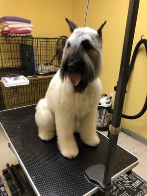 THE GROOMERY - Updated May 2026 - 70 Photos - 7720 Main St, Fogelsville ...