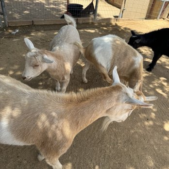 HERITAGE PARK ZOOLOGICAL SANCTUARY - Updated December 2025 - 147 Photos ...