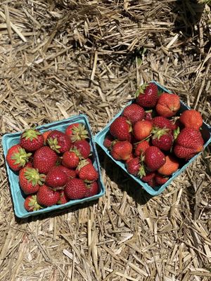 DUFFIELD’S FARM MARKET - Updated June 2024 - 43 Photos & 52 Reviews ...