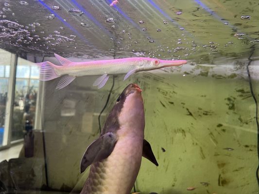 PREDATORY FINS - Updated January 2026 - 37 Photos & 11 Real Reviews ...