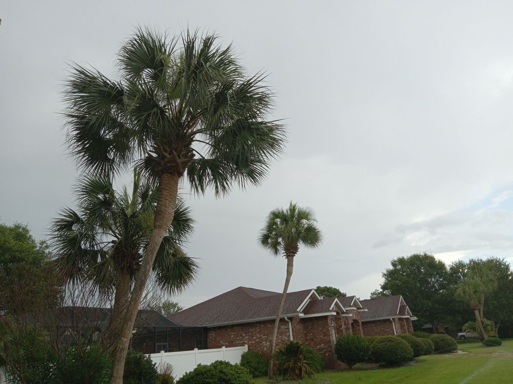 DALLAS PALM TREES TRIMMING - Updated July 2024 - Fort Walton Beach ...