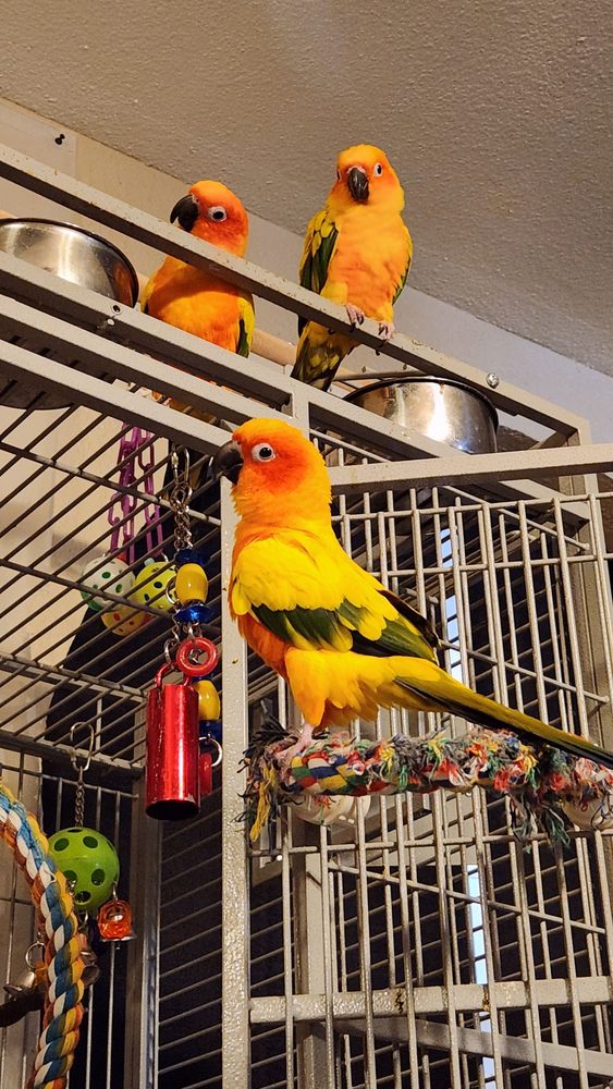 BIRDS AND THEN SOME - Updated December 2025 - 19 Photos & 35 Reviews ...