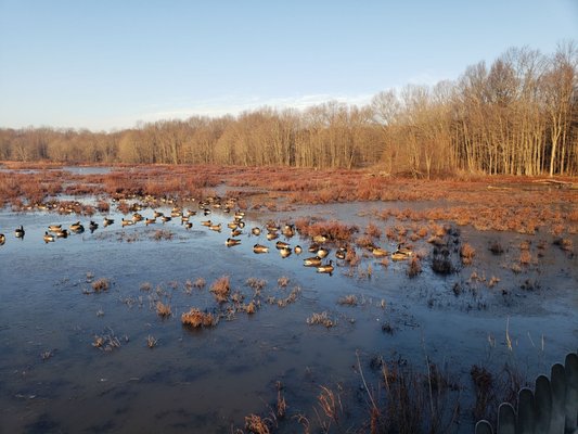 HUNTLEY MEADOWS PARK - Updated January 2025 - 396 Photos & 113 Reviews ...