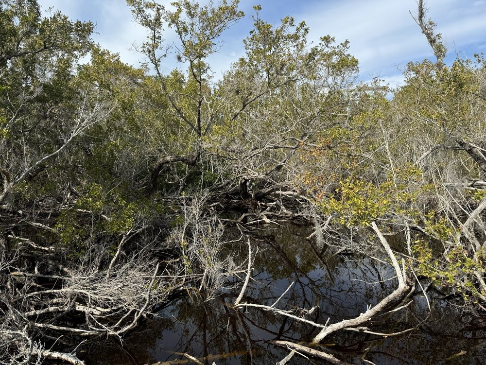 NEAL PRESERVE - Updated April 2024 - 14 Photos - 12301 Manatee Ave W ...