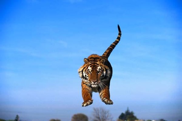 TIGER HOME INSPECTION - Updated December 2025 - 17 Photos & 177 Reviews ...