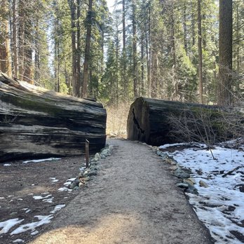 CALAVERAS BIG TREES STATE PARK - Updated December 2024 - 1141 Photos ...