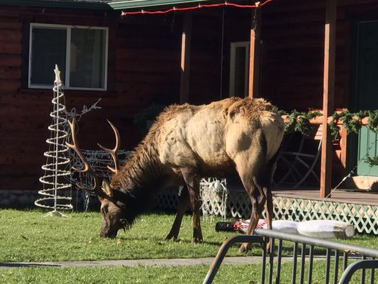 MOTEL TREES - 40 Photos & 53 Reviews - Hotels - 15495 Hwy 101 S ...