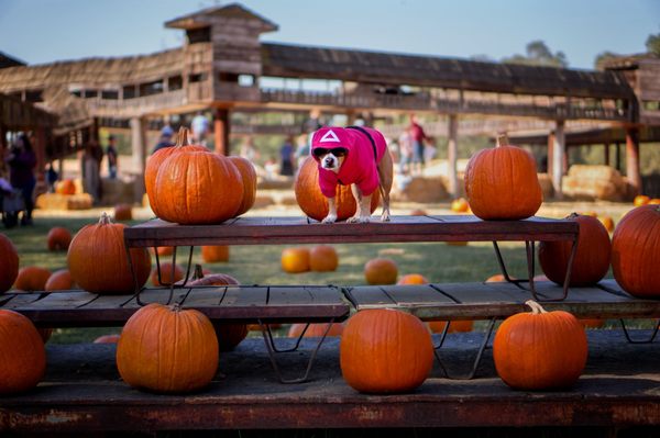 THE 10 BEST Things to Do in Wilton, CA - 2025 - Yelp