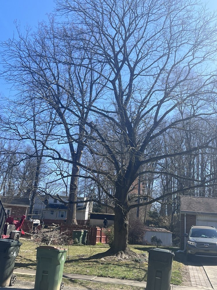 MAX TREE SERVICE AND LANDSCAPING - Updated August 2025 - 14 Reviews ...