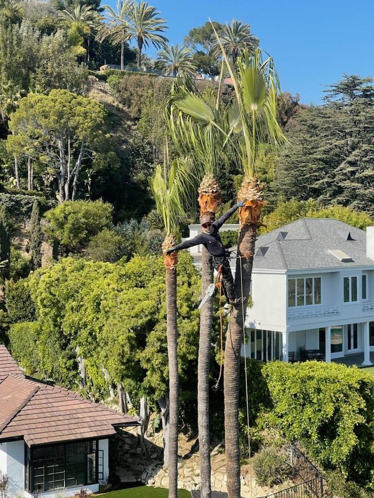 CASTANEDA HARDSCAPE AND TREE PRO - Updated April 2025 - Request a Quote ...