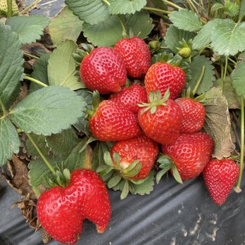 SWEET BERRY FARM - Updated March 2025 - 243 Photos & 181 Reviews - 1801 ...