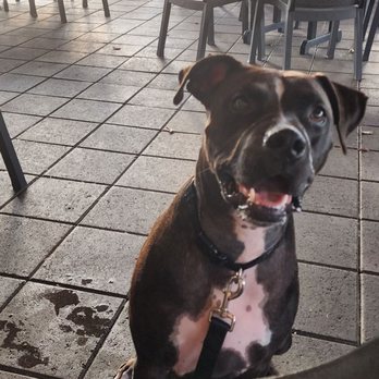 JUNO BEACH FISH HOUSE - Updated February 2025 - 228 Photos & 339 ...