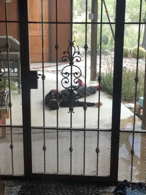 TREE MONKEY TREE TRIMMING - Updated May 2024 - 45 Photos & 52 Reviews ...