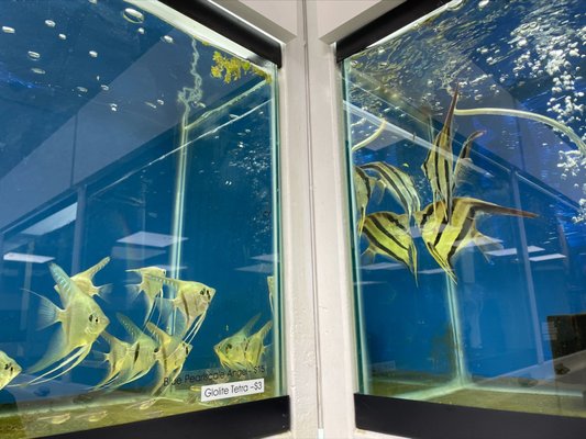 CAPITAL EXOTIC FISH - Updated October 2025 - 3404 Idaho Ave NW ...