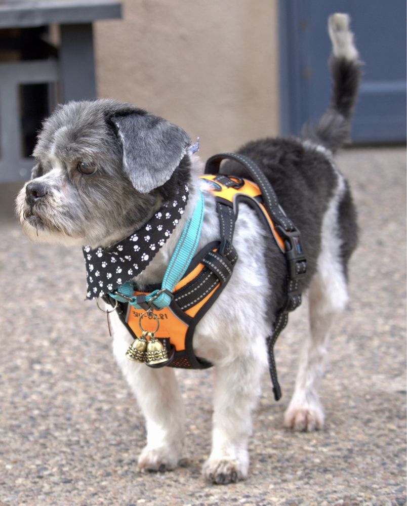 DESERT DOGZ DAY SPA - Updated November 2025 - 28 Photos - 909 Av ...