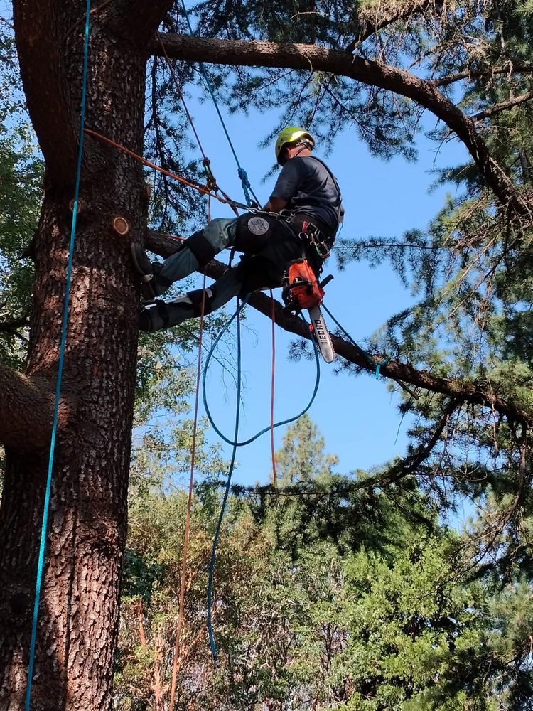 RUNNELS TREE - Request a Quote - 15 Photos - 315 Cedar St, Rogue River ...