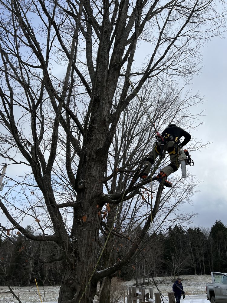 JON’S TREE SERVICE - Updated March 2024 - 13 Photos - 4142 Collins Mill ...