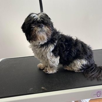 THE DOG PAWLOR - Updated December 2025 - 18 Railroad Ave, Chester, New ...