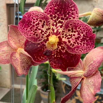 RF ORCHIDS - Updated December 2024 - 629 Photos & 72 Reviews - 28100 SW ...