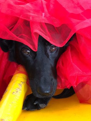 GILBERT DOGS 24/7 - 105 Photos & 150 Reviews - 868 N Gilbert Rd ...