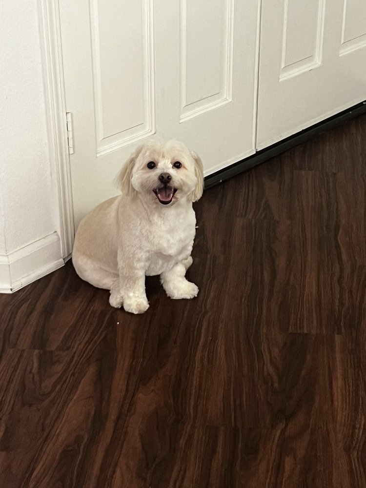 PRETTY PETS MOBILE GROOMING - Updated December 2025 - 185 Photos & 118 ...