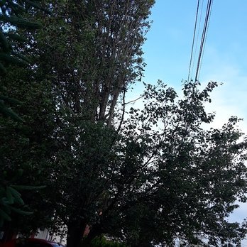 ABC PROFESSIONAL TREE SERVICES - Updated October 2025 - 20 Photos & 32 ...