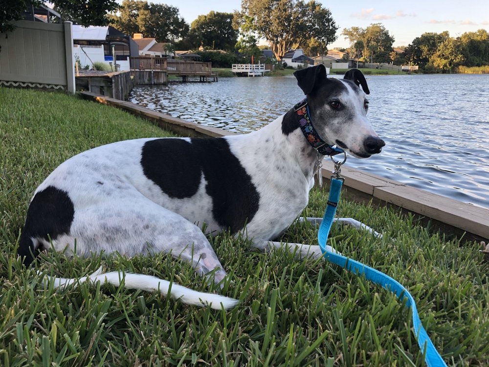GREYHOUND PETS OF AMERICA - Updated May 2026 - 12286 Mallory Dr, Largo ...
