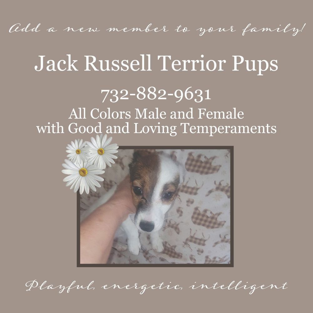 IRISH JACK RUSSELL TERRIER BREEDER-MEADOW FARMS TEWKSBURY - Updated May ...