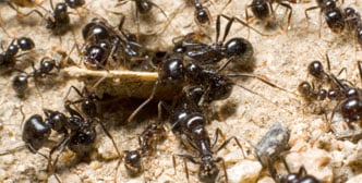 MAYFIELD BROTHERS PEST CONTROL - Updated October 2025 - 4315 N Creek Rd ...