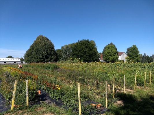 ROOT DOWN FARM - Updated April 2025 - 5850 Shimerville Rd, Clarence ...