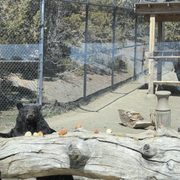 ANIMAL ARK - Updated December 2025 - 522 Photos & 163 Reviews - 1265 ...