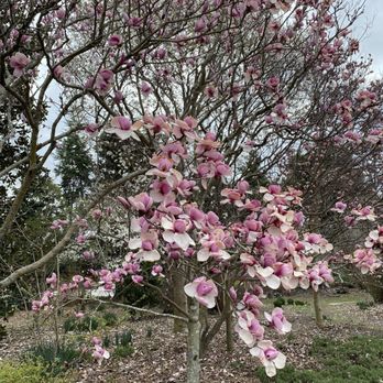 JC RAULSTON ARBORETUM - Updated December 2025 - 693 Photos & 113 ...