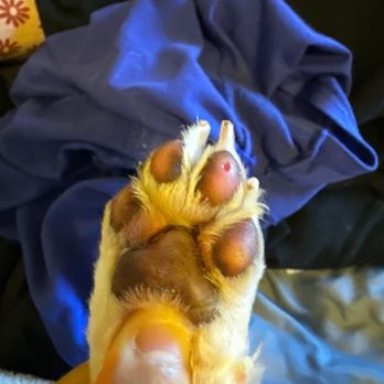 PETSMART - Updated December 2025 - 38 Photos & 60 Reviews - 601 E ...