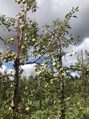 JONAMAC ORCHARD - Updated September 2024 - 207 Photos & 121 Reviews ...