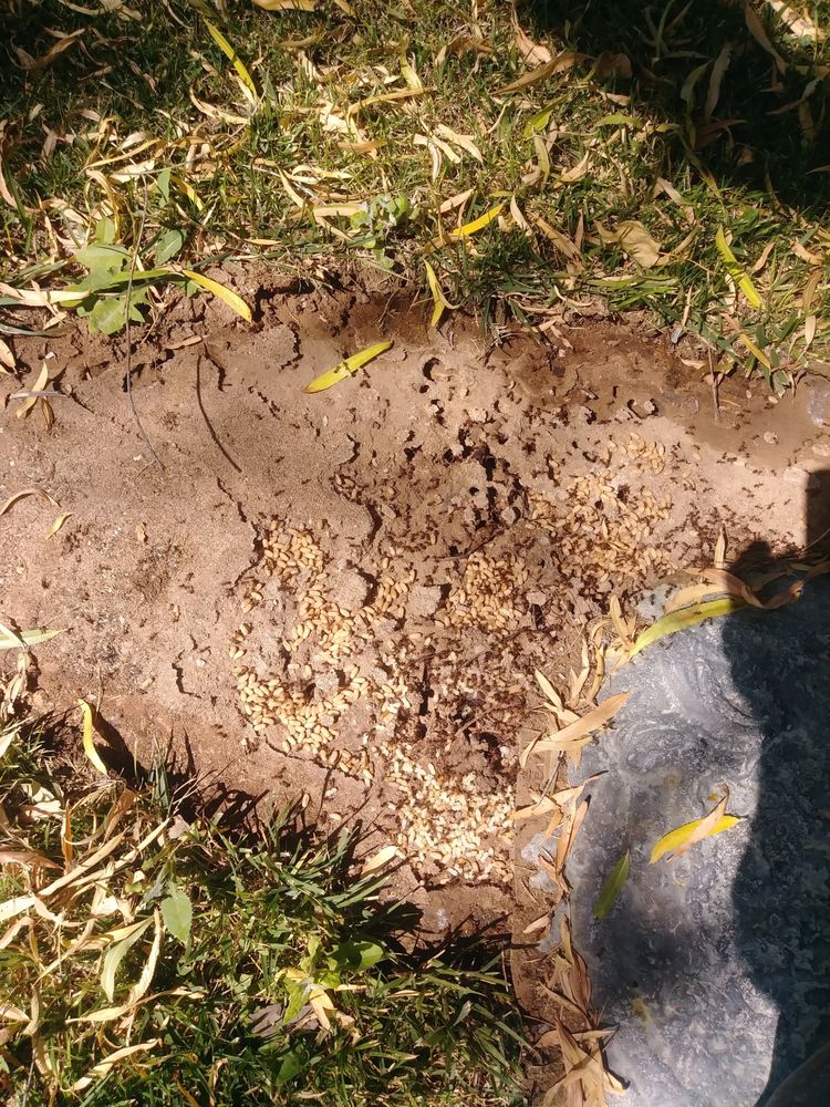 CHINO EXTERMINATING - Updated December 2025 - Chino Valley, Arizona ...