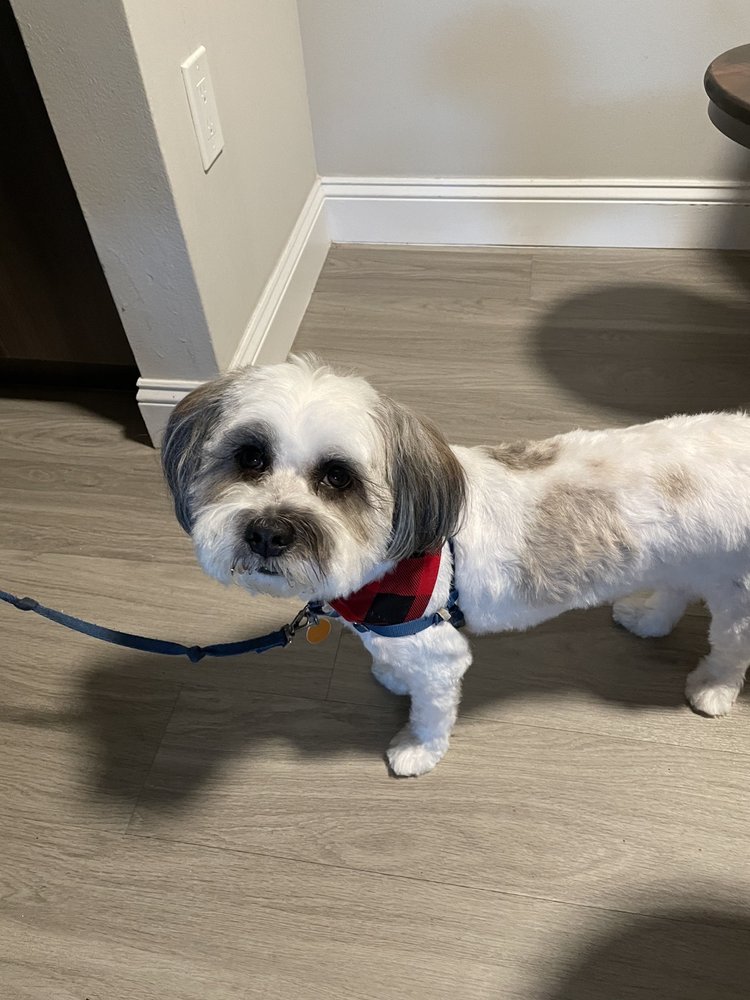 DOOGI GROOMING TRUCK - Updated August 2024 - 96 Photos & 41 Reviews ...