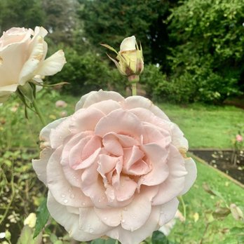 ROSE GARDEN - Updated December 2025 - 521 Photos & 54 Reviews - John F ...