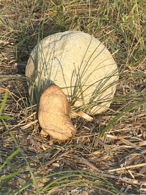 MCCABE MEADOWS PARK - 29 Photos - Parks - 19700 Indian Pipe Ln, Parker ...