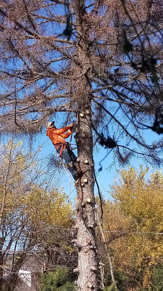 MAPLE CUT QUALITY TREE SERVICE - Updated October 2025 - 52 Photos & 21 ...