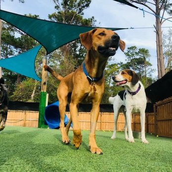 PET BAZAAR NC - Updated October 2025 - 50 Photos & 12 Reviews - 1140 N ...